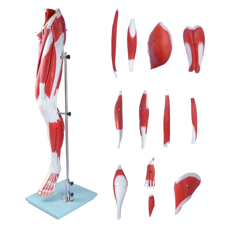 Human Hip thigh calf and foot muscles 13 parts Life Size Arteries ...