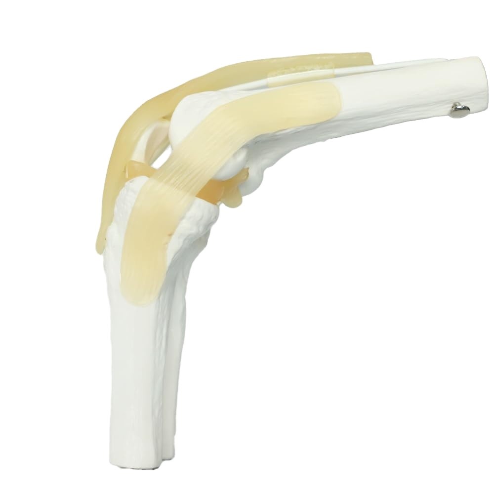 Ligaments & Stand Life Size Display Base Best Medical Tool Clinic ...