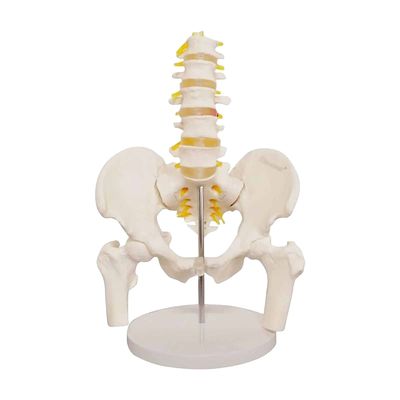 Adult PVC Anatomical Skeleton Model Lumbar Spine Models With Pelvic Floor