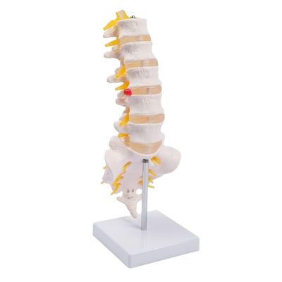 Lumbar Vertebrae Spinal Column Anatomical Skeleton Model For Medical ...