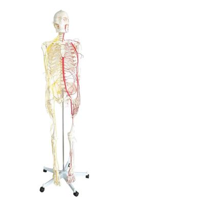 All human skeleton model with neurovascular Life Size Skeleton with ...