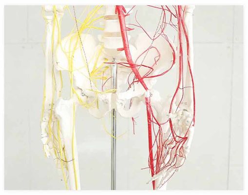 All human skeleton model with neurovascular Life Size Skeleton with ...