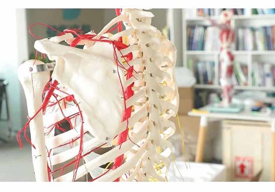 All human skeleton model with neurovascular Life Size Skeleton with ...
