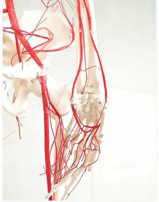 All human skeleton model with neurovascular Life Size Skeleton with ...