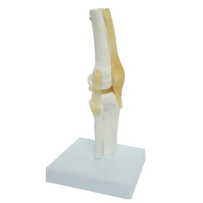 Ligaments & Stand Life Size Display Base Best Medical Tool Clinic ...