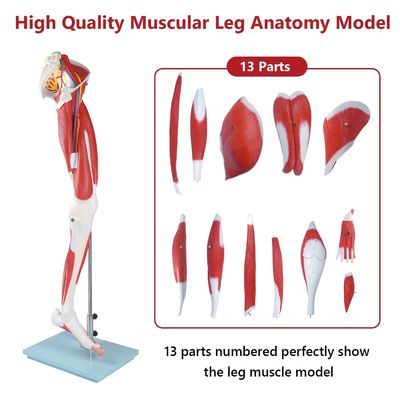 Human Hip thigh calf and foot muscles 13 parts Life Size Arteries ...