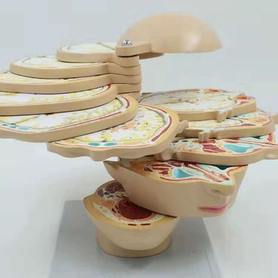 horizontal section of brain nerve function medical brain tomography 12 ...