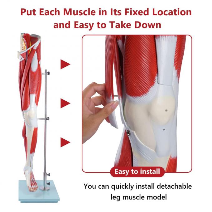 Human Hip thigh calf and foot muscles 13 parts Life Size Arteries ...