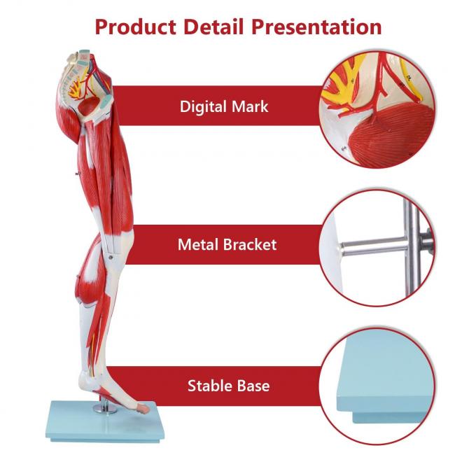 Human Hip thigh calf and foot muscles 13 parts Life Size Arteries ...